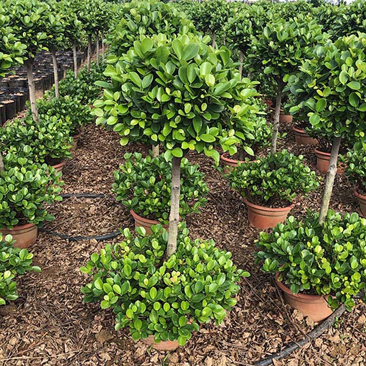 Good Price Ficus Panda And Ficus Trees Layer Shape Tower Shape With ...