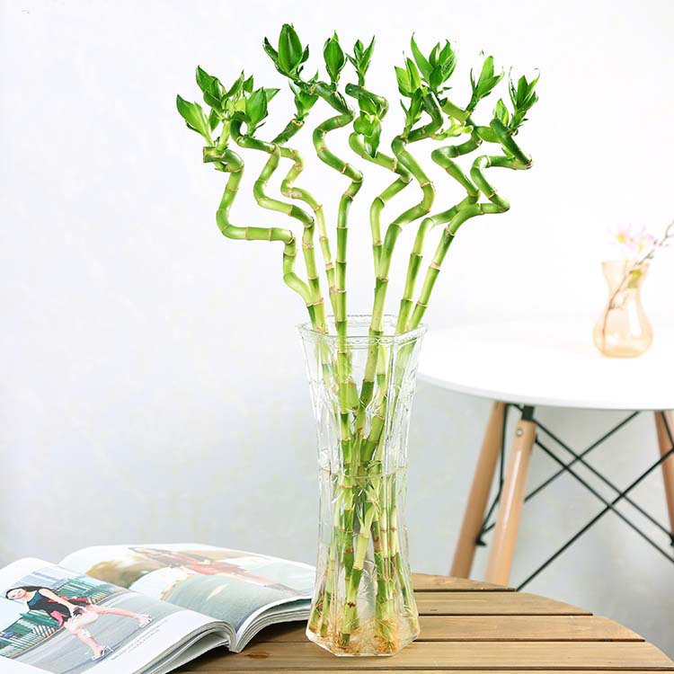 Indoor Spiral Lucky Bamboo Dracaena sanderiana for wholesale ...